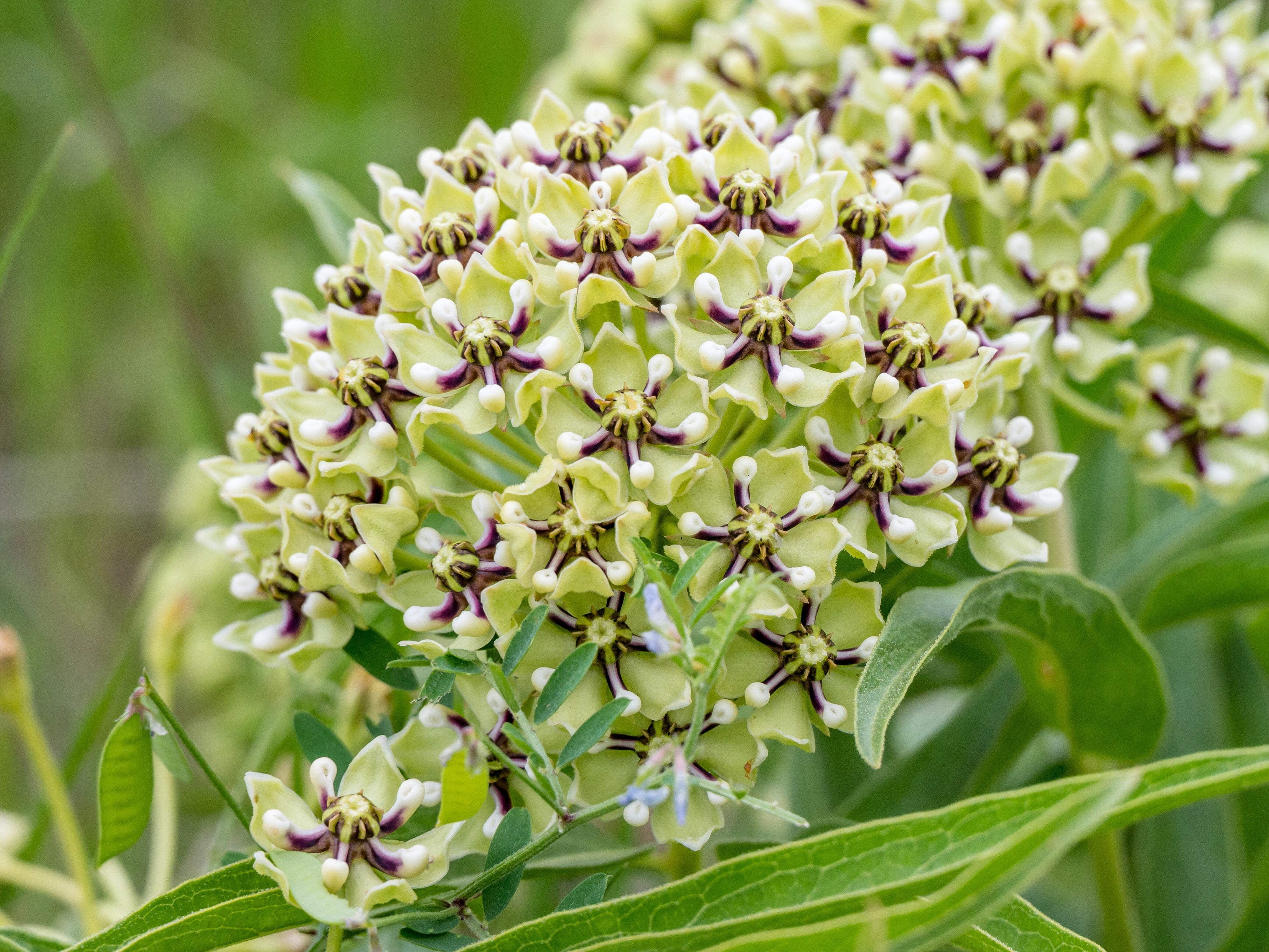 20 Green SPIDER MILKWEED Asclepias Viridis White Purple Monarch Flower ...