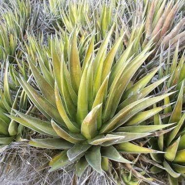 20 Green Sword Agave Seeds for Planting Agave triangularis Subintegra ...