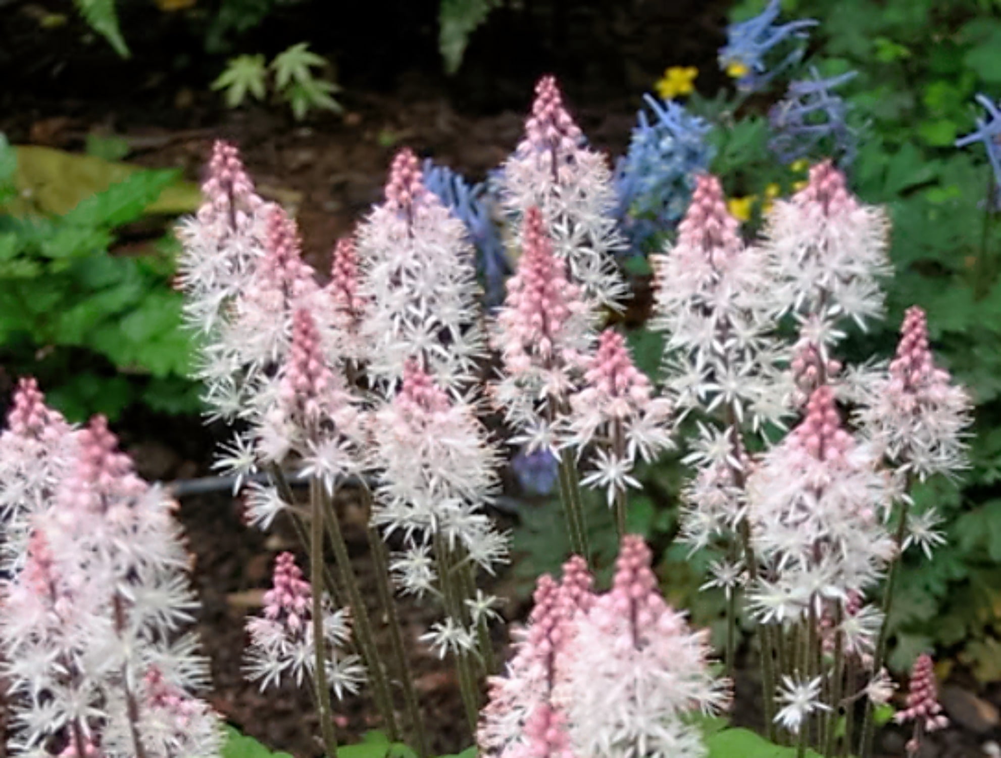20 Heartleaf Foamflower Seeds, White & Pink Tiarella Wherryi Coolwort ...