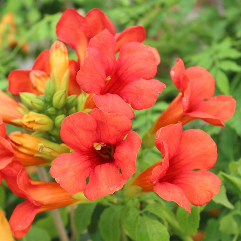 20+ Hummingbird Trumpet Vine Plant Seeds H2FSD - Walmart.com