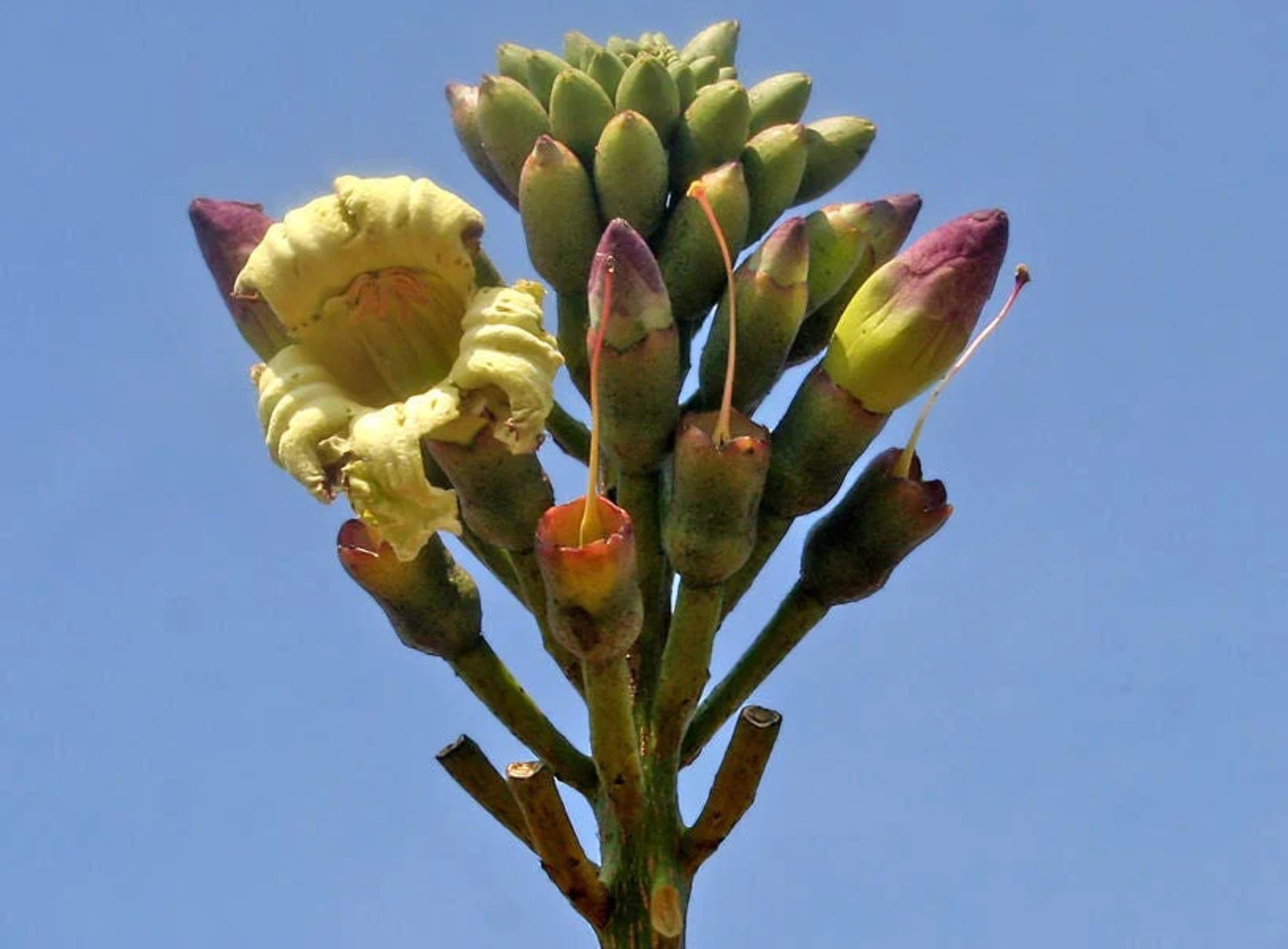 20 INDIAN TRUMPET Flower TREE (Midnight Horror / Broken Bones Plant ...