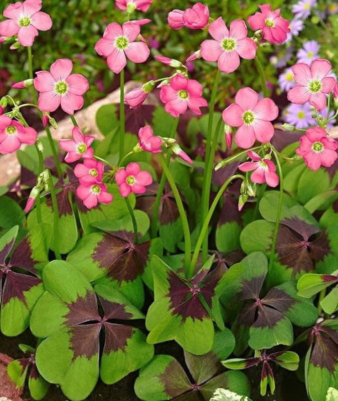 20 Iron Cross Shamrock Bulbs, Shamrock Oxalis Corms Hardy Four Leaf ...