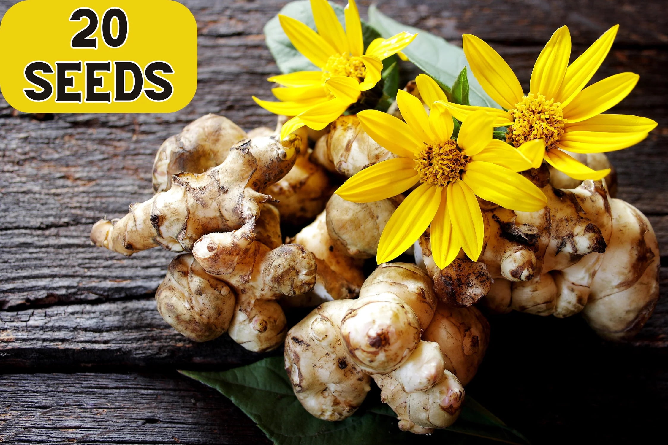 20 JERUSALEM ARTICHOKE Sunchoke Sunroot Helianthus Tuberosus Yellow ...