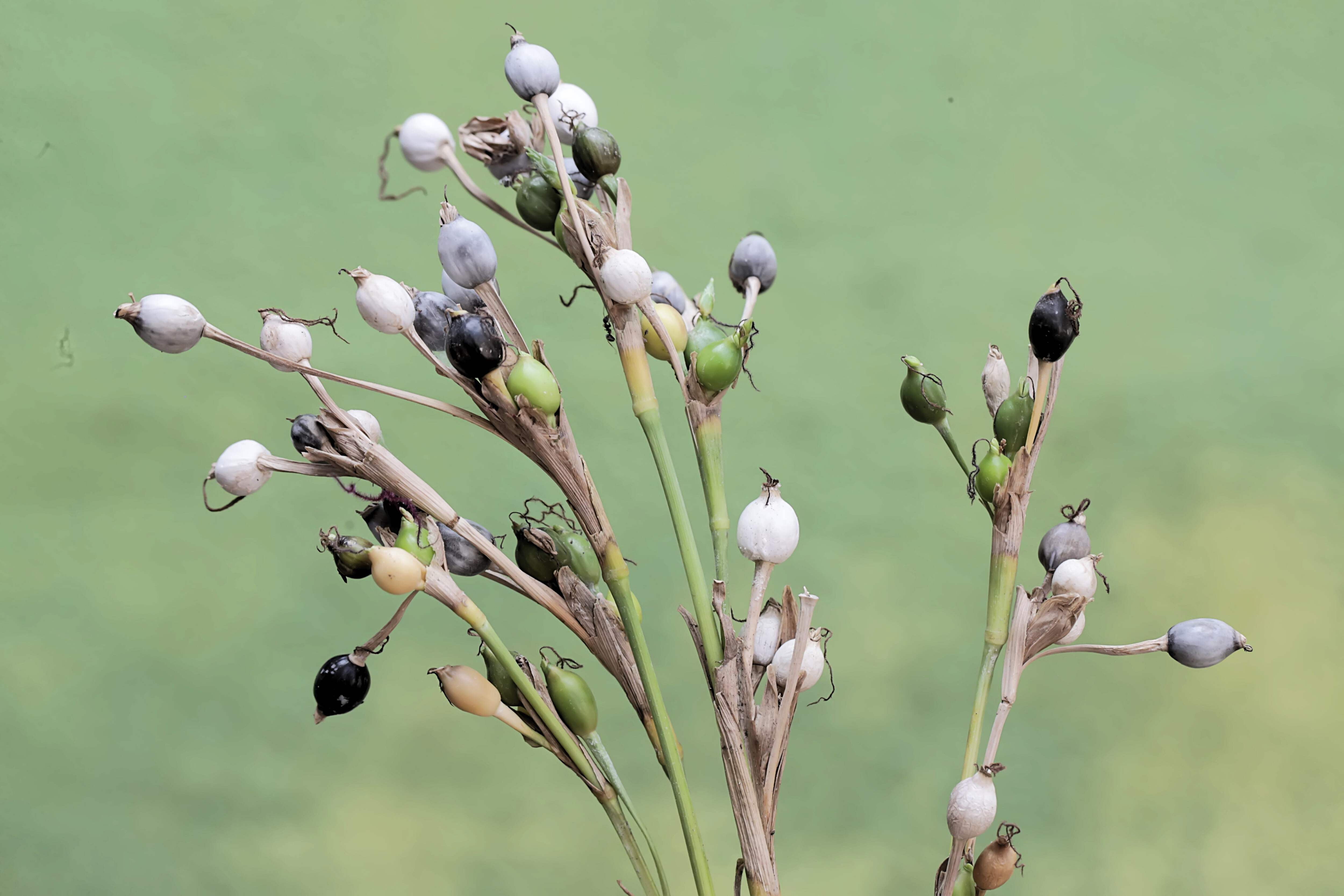 20 Job's Tears Planting Seeds - Coix Lacryma / Jobi / Yi Yi Ren / Bead ...