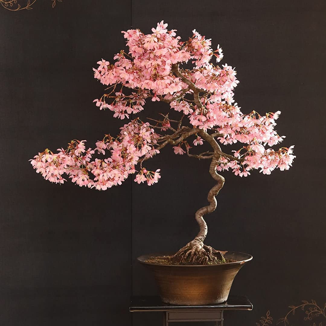 CZ Grain, 20 Rare Japanese Cherry Blossom Bonsai Seeds, Pink Flowering ...