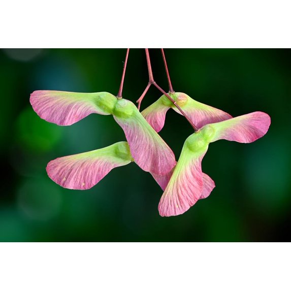 20 Japanese Maple Tree Seeds for Planting - Acer Palmatum - Walmart.com
