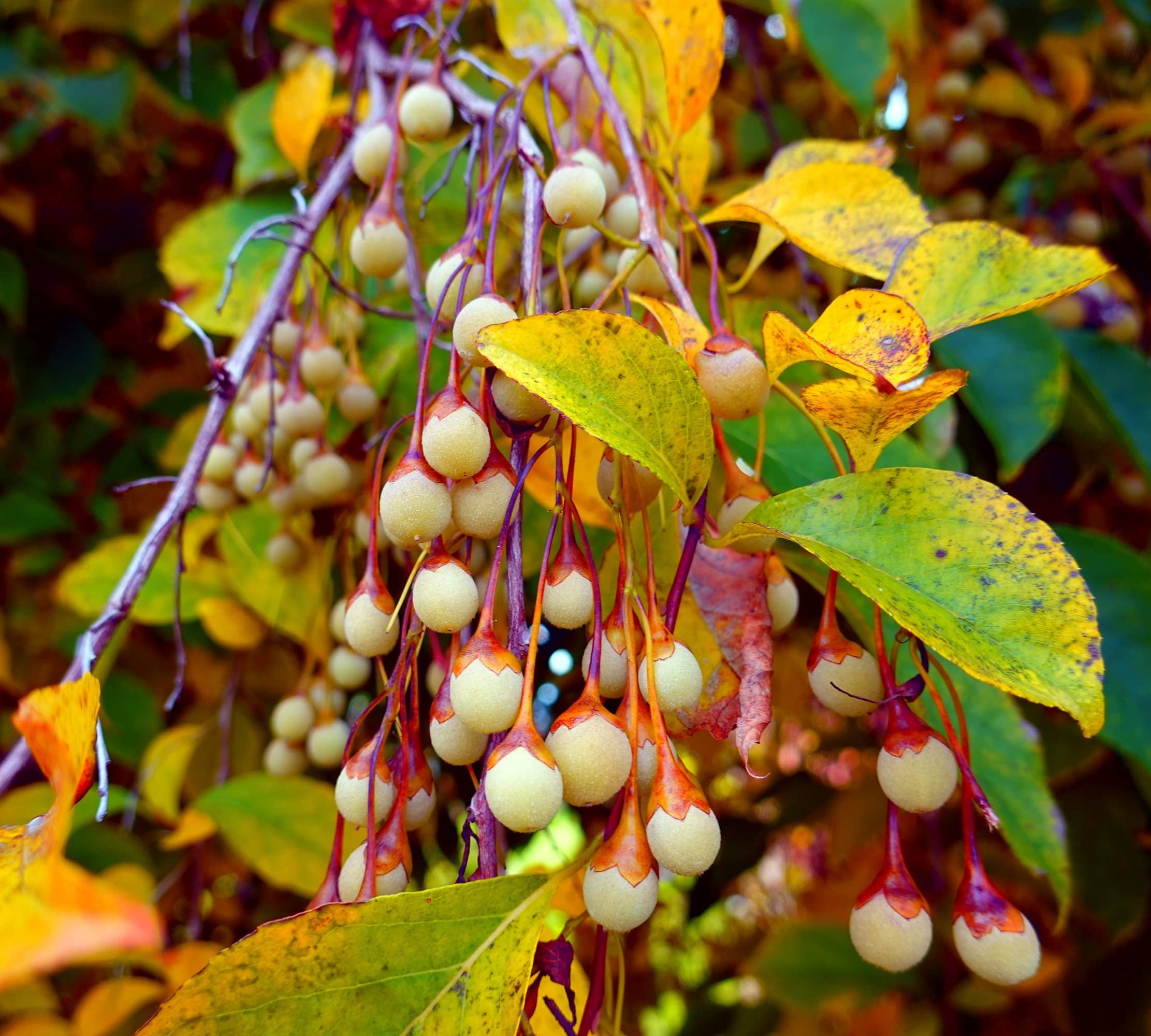CZ Grain 20 White Snowbells Plant Seeds, Easy to Grow - Walmart.com