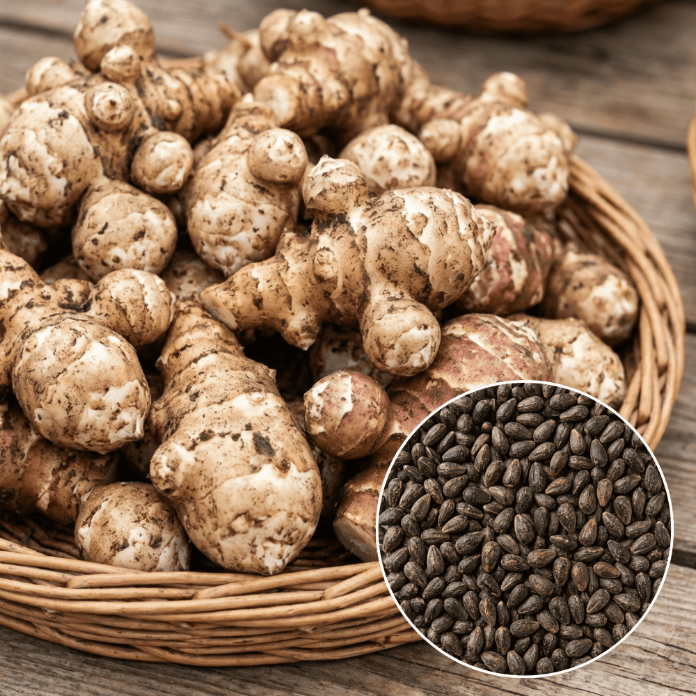 20 Jerusalem Artichoke Seeds, Sunchoke Heirloom Vegetable Seeds, Edible ...
