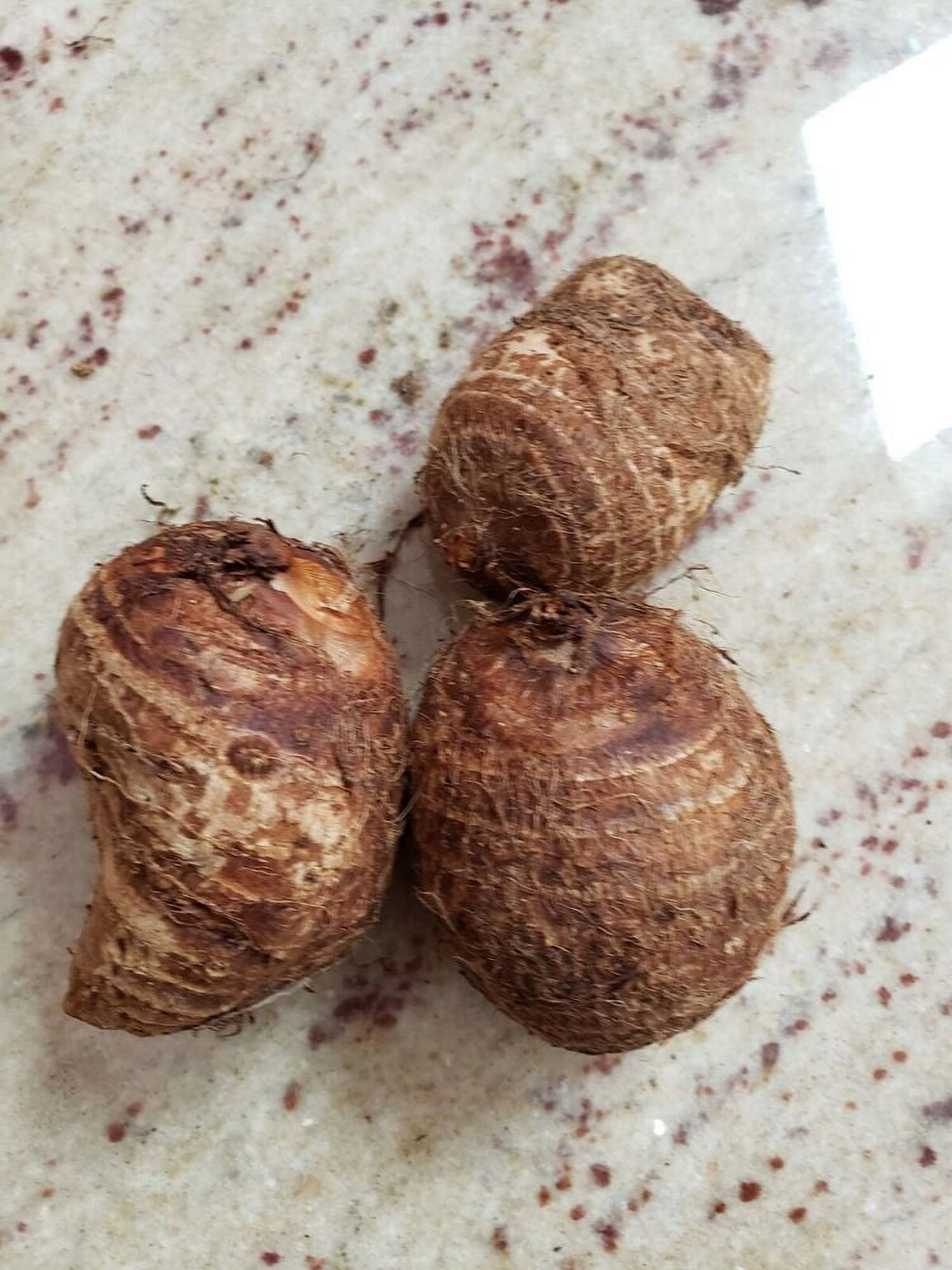 20 LIVE Colocasia Esculenta Elephant Ear Taro Gabi Kalo Eddo Bulbs ...