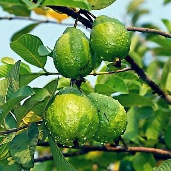 20 Lemon Apple Guava Tree Fruit Seeds ‘Ruby Supreme’ Plant (Psidium ...