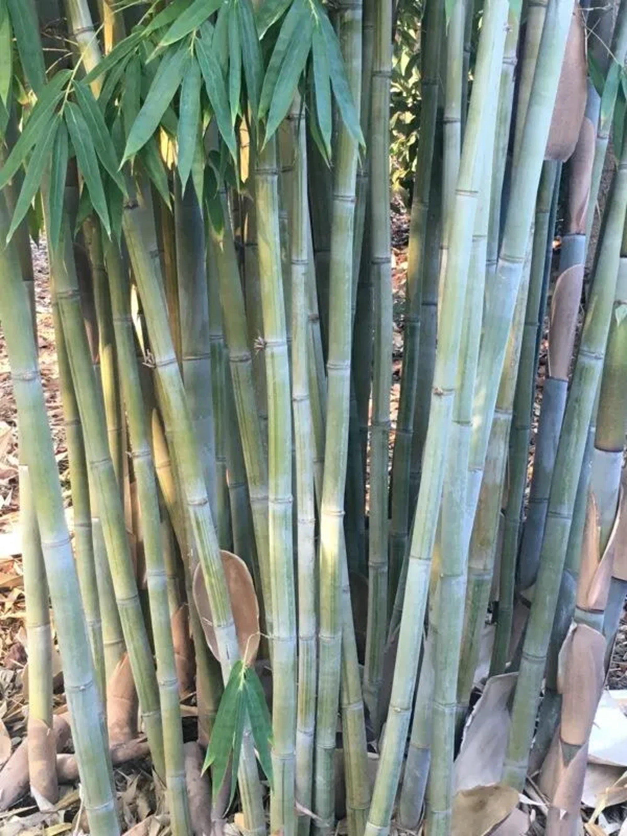 50 Angel Mist Bamboo Seeds Privacy Plant Garden Shade Exotic Screen 430 ...