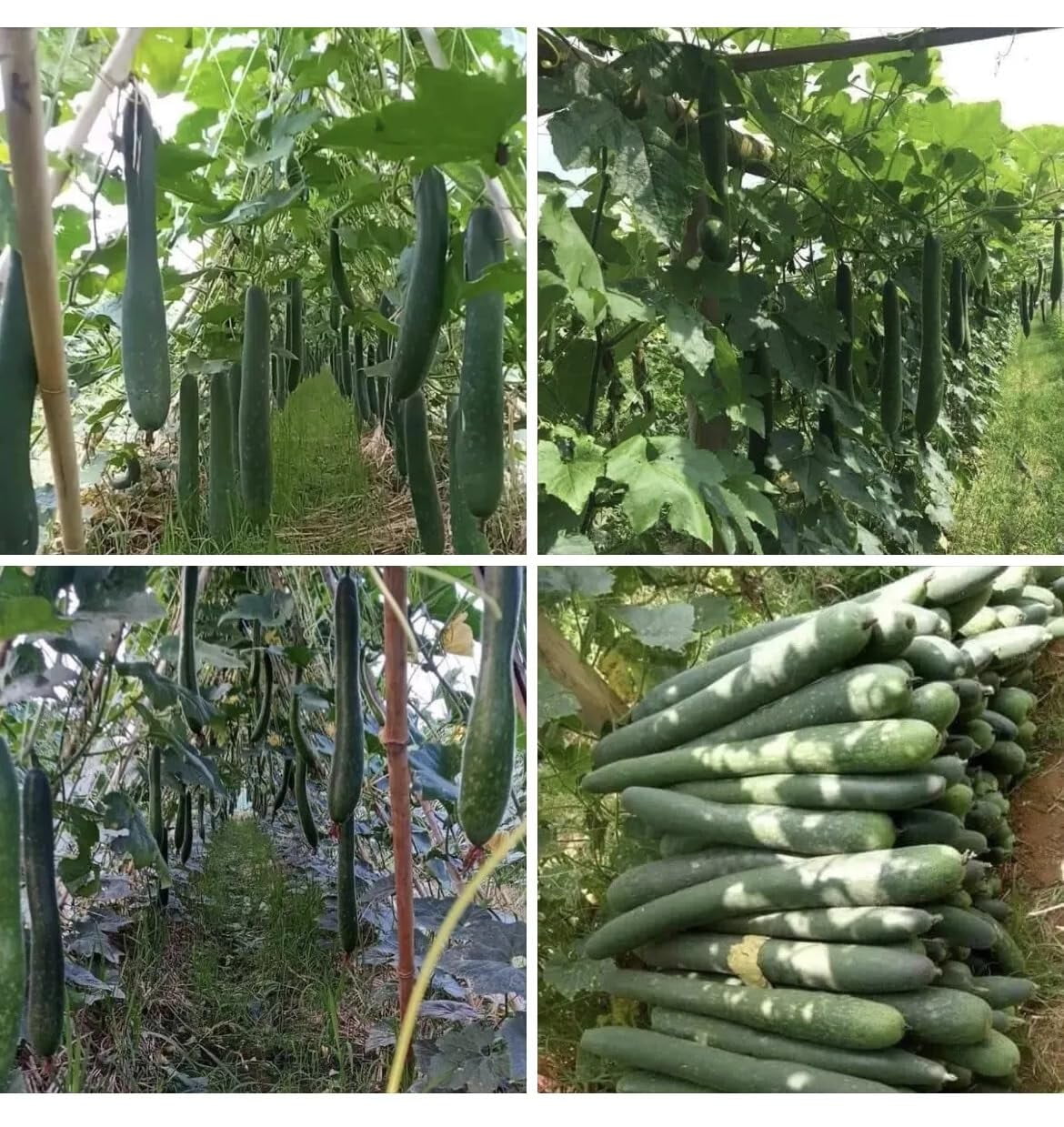 20+ Long Gourd Dark Green Winter MVR1 Melon Seeds Bí Sặc Xanh Bi Xanh ...