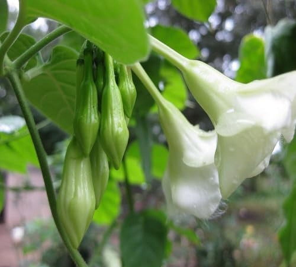20 Loroco Seeds for Planting, Climbing Vine Seeds White Flowers ...