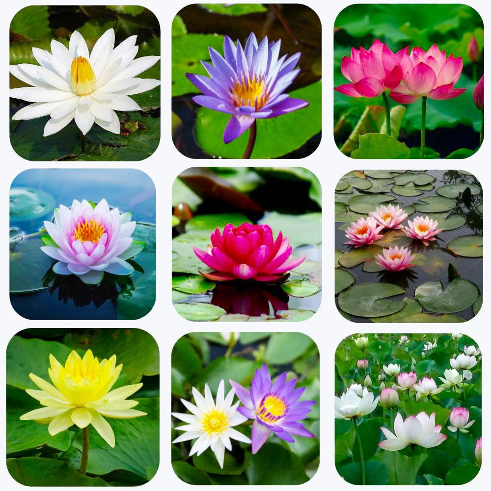 20 Lotus Seeds AJH3 for Planting in Water - Precut Mixed Color Lotus ...