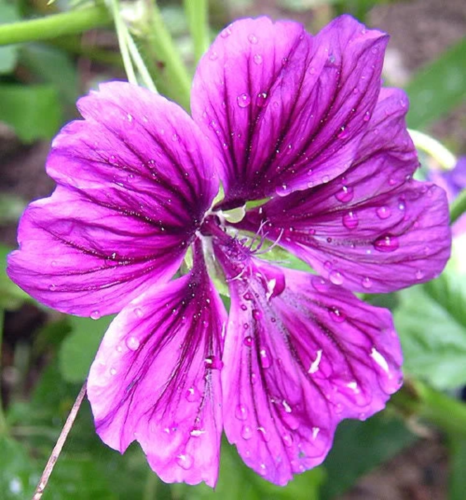20 MAURITANIAN MALVA Mallow Malva sylvestris var. mauritania Flower ...