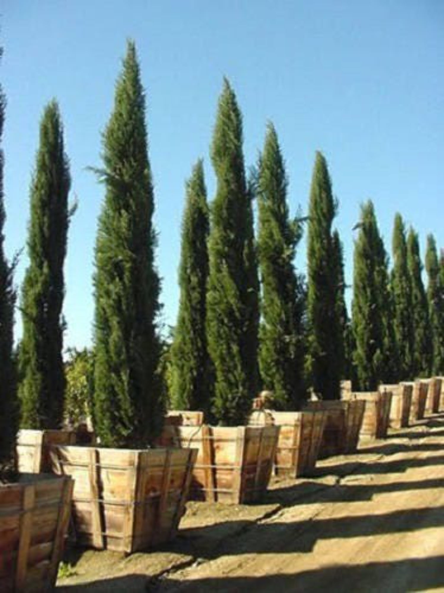 20 Mediterranean Cypress Tree Seeds, Green Spire/Pencil Pine/Indian ...