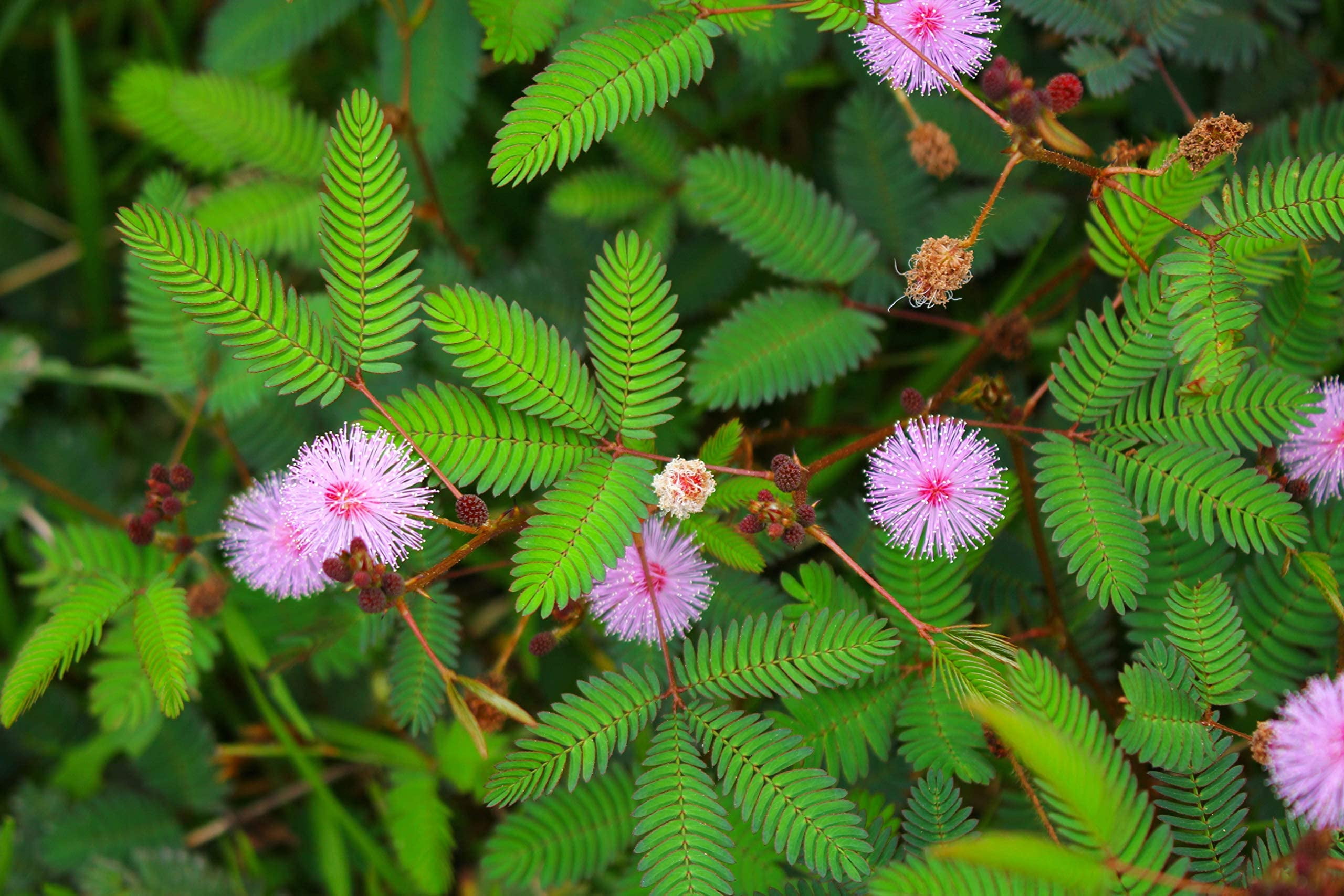 20 Mimosa Flower Seeds - Made in USA, Ships from Iowa. Pollinator ...