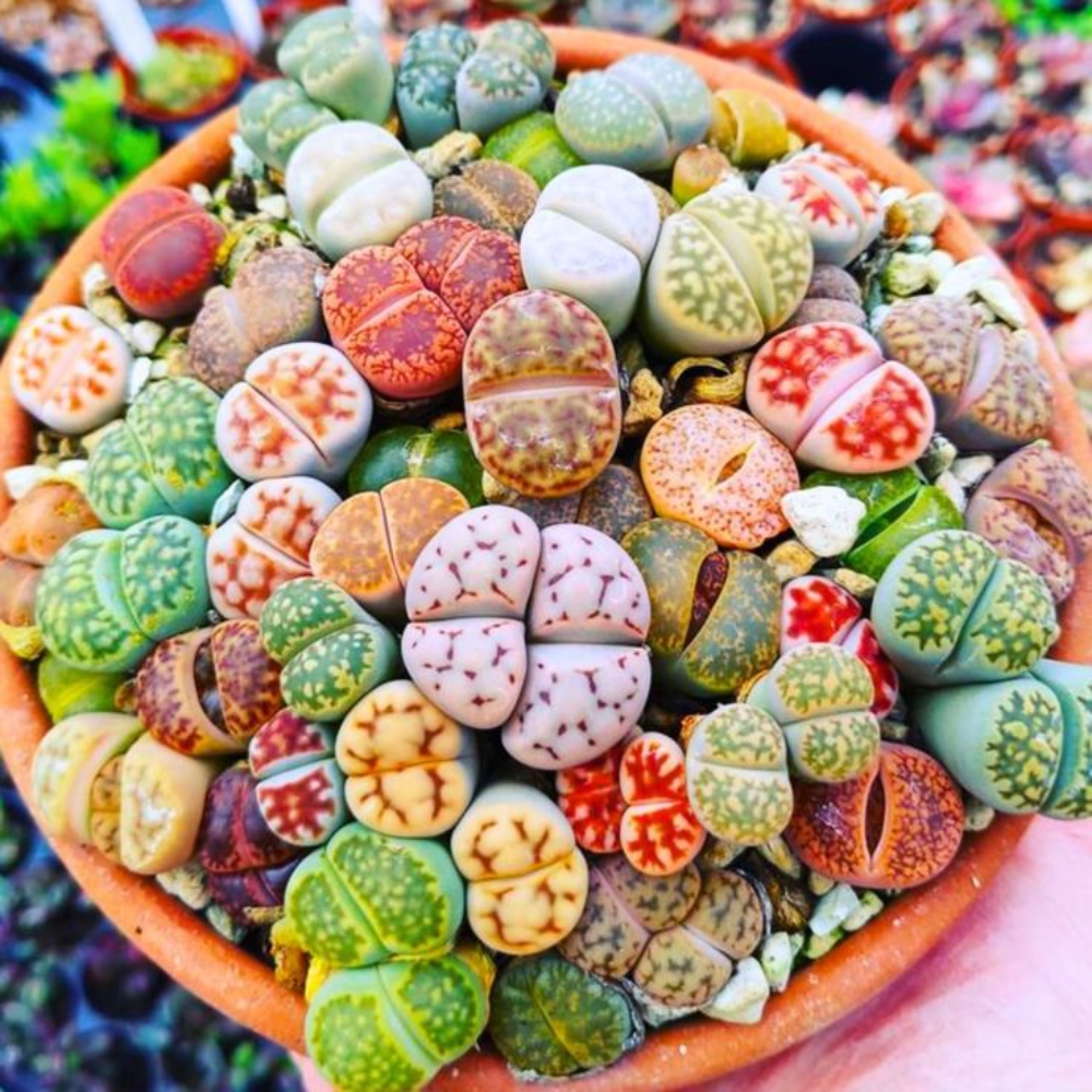 20 Mix Lithops Plants Live, Colorful Lithops Succulents Plants, Rock ...