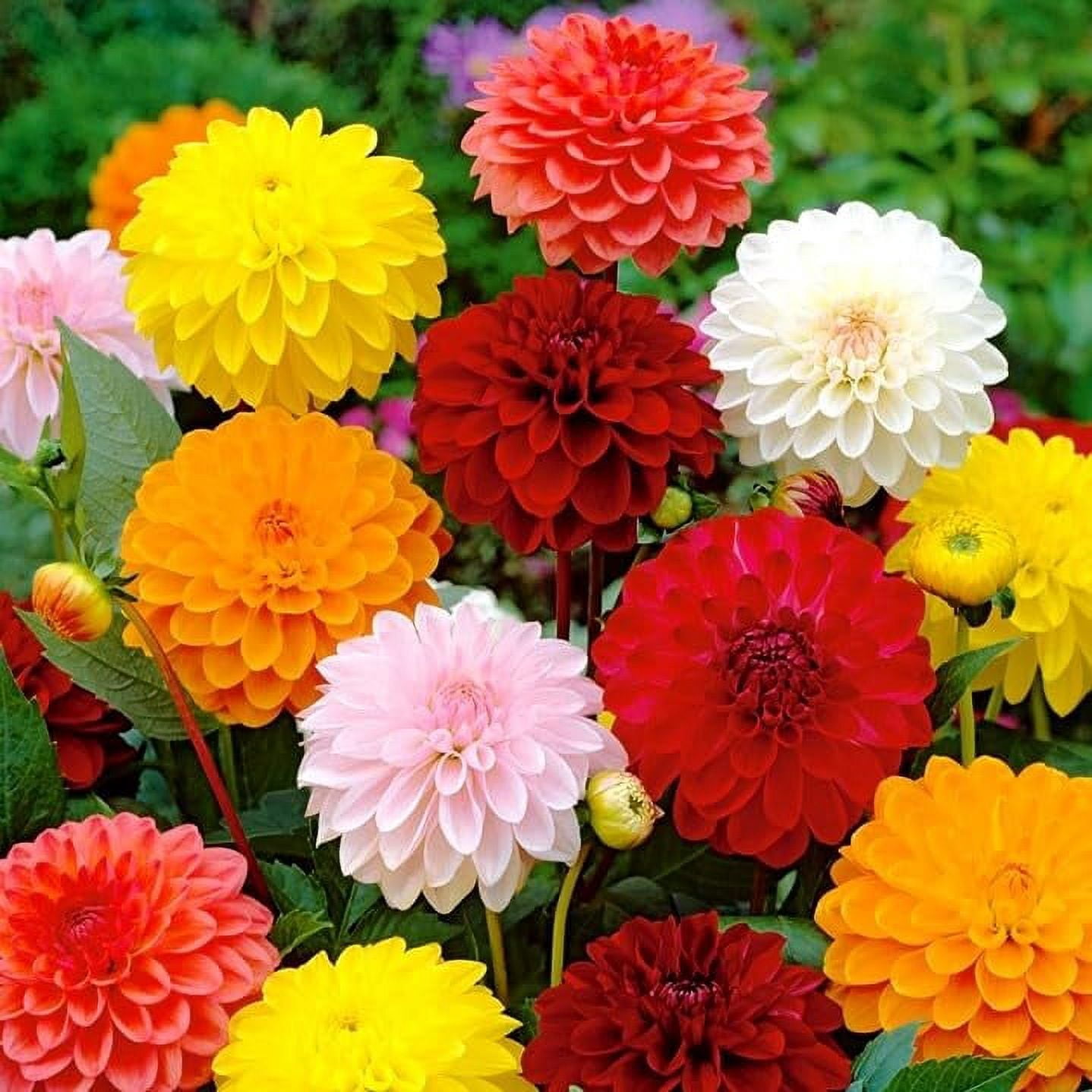 CEMEHA SEEDS - FEV6 Seeds Dahlia Double Mix Annual Flowers for Planting ...