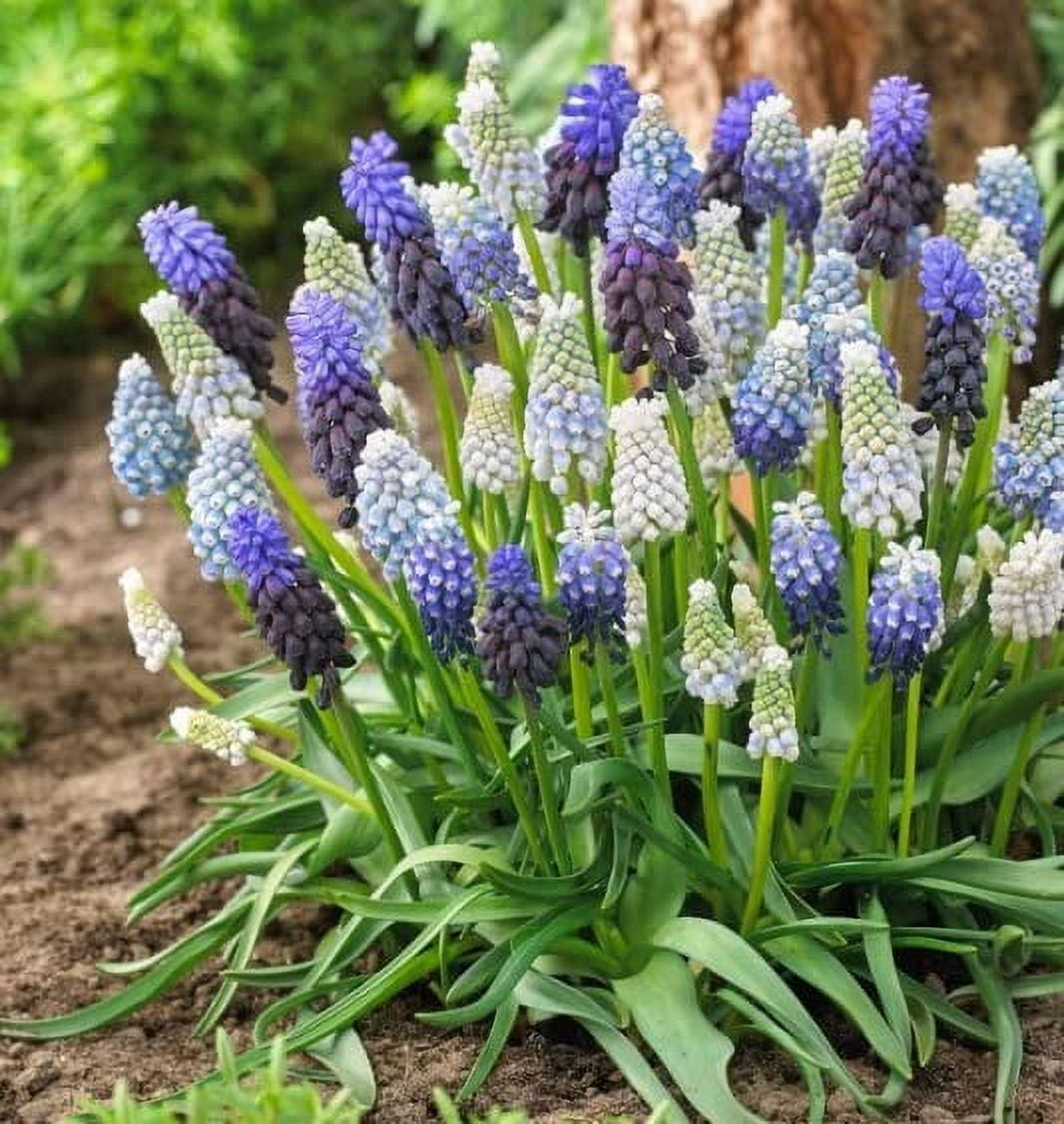 CZ Grain Mixed Color Muscari Bulbs, 20 Healthy Spring Flowers, Easy to ...