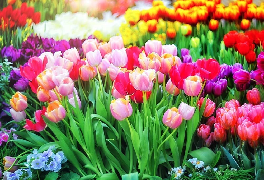 20 Mixed Color Tulip Bulbs for Planting - Easy to Grow - Made in USA ...