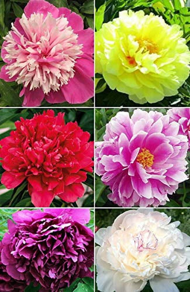 S-Pone, 20+ Mixed Peony Flower Seeds, Perennial, Double Blooms, Garden ...