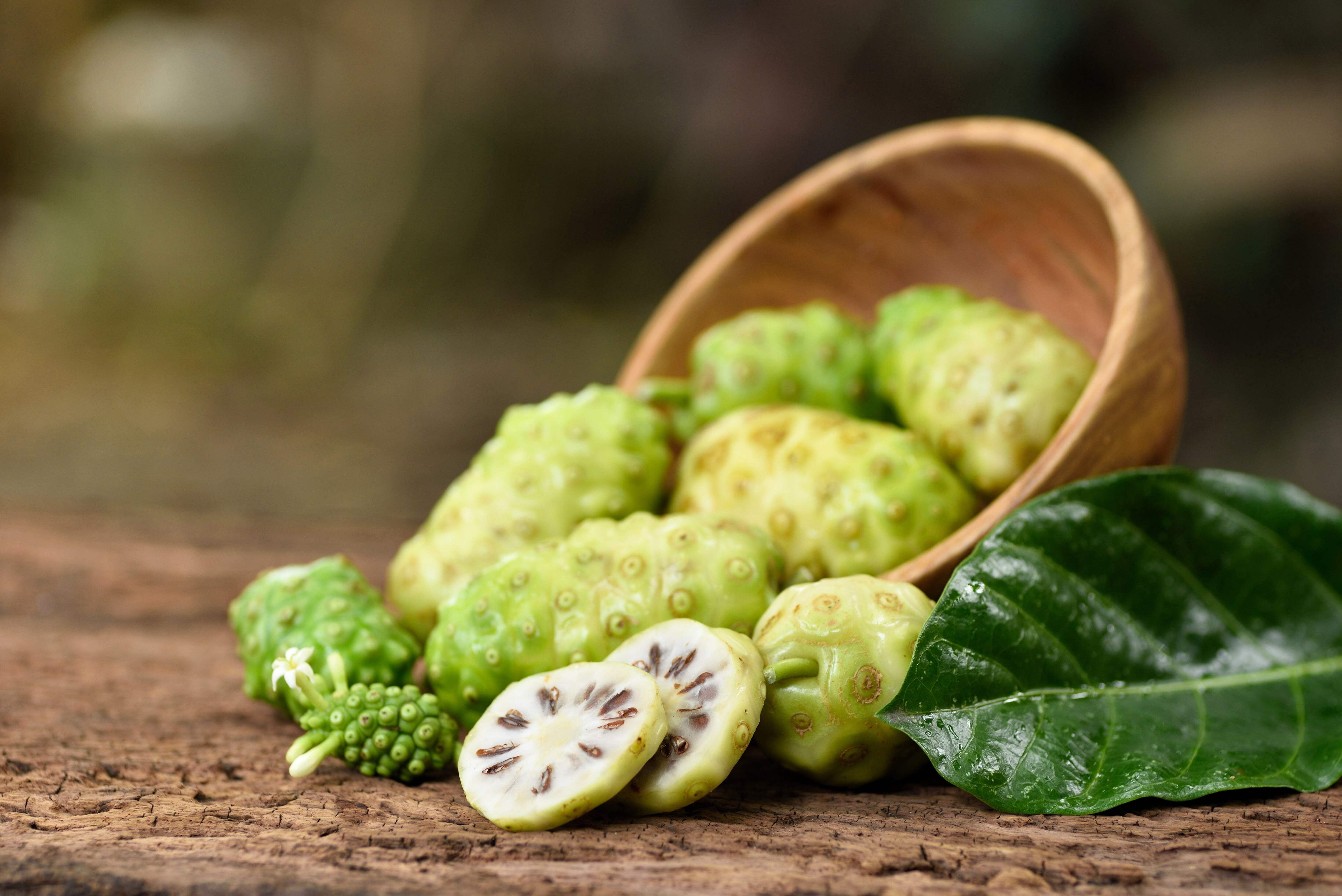 20 NONI Cheese Fruit Great Morinda Citrifolia Indian Beach Mulberry ...
