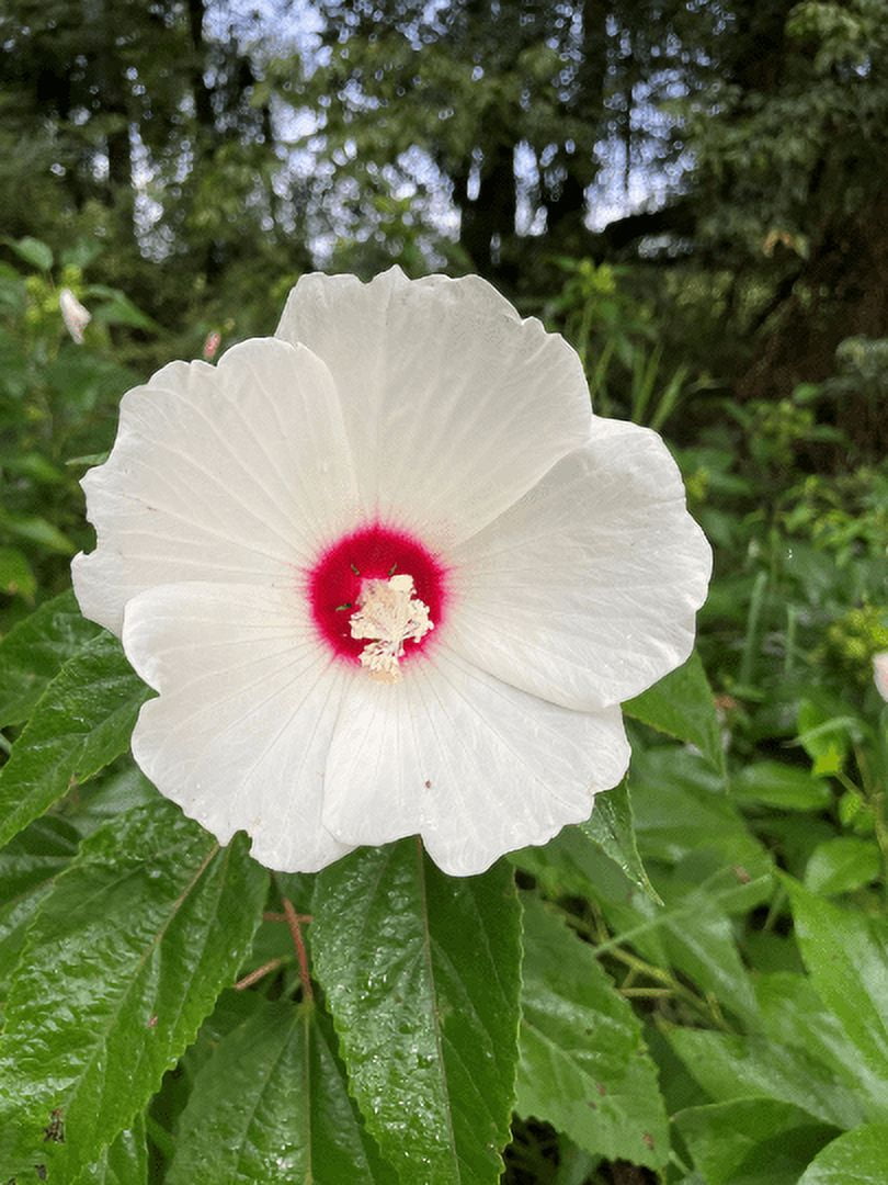 20 Native Tennessee Swamp Mallow Hibiscus Seeds - Walmart.com