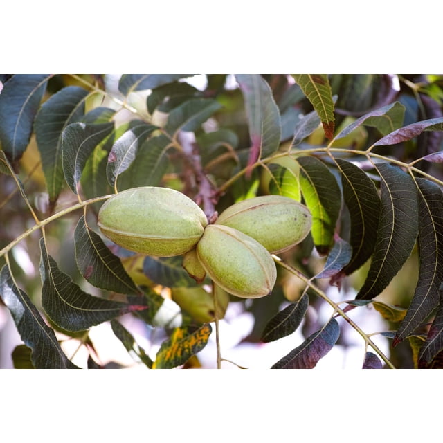 20 Northern Pecan Trees Seeds for Planting - Carya illinoinensis ...