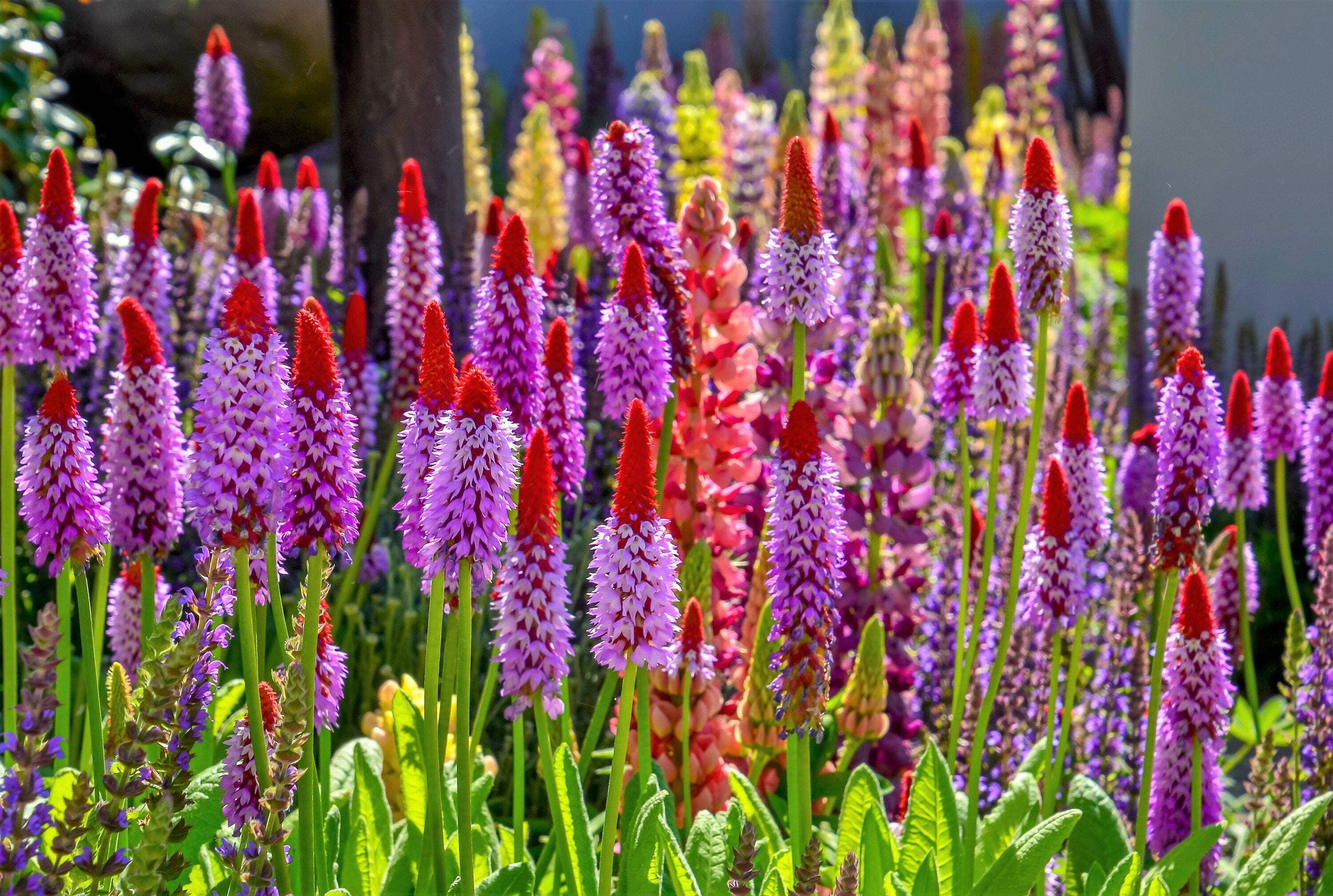 20 Exotic Planting Orchid Primrose Primula Vialii Red Hot Poker Flower ...