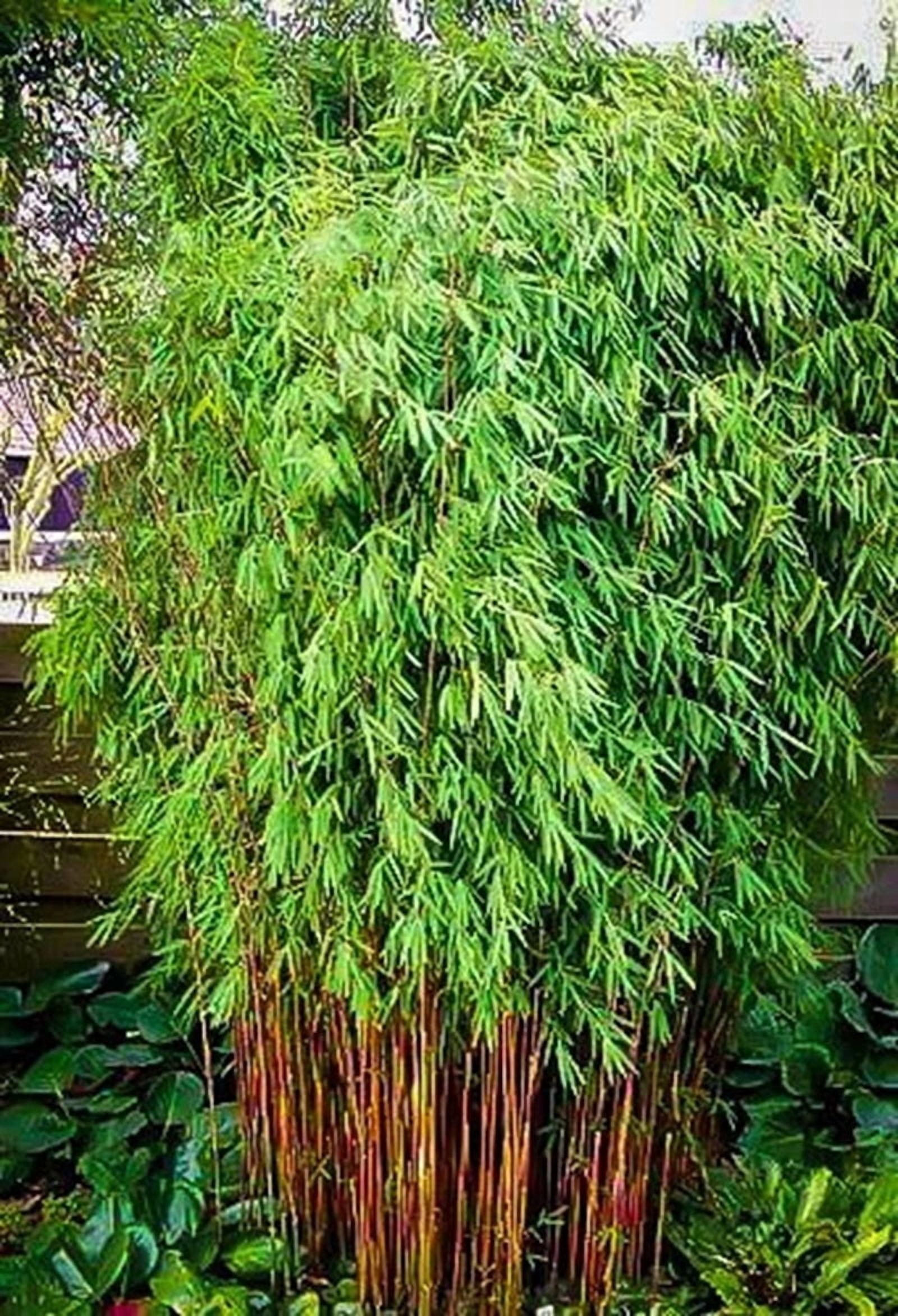 25 Sunset Glow Bamboo Seeds – Fast-Growing Ornamental Bamboo for ...