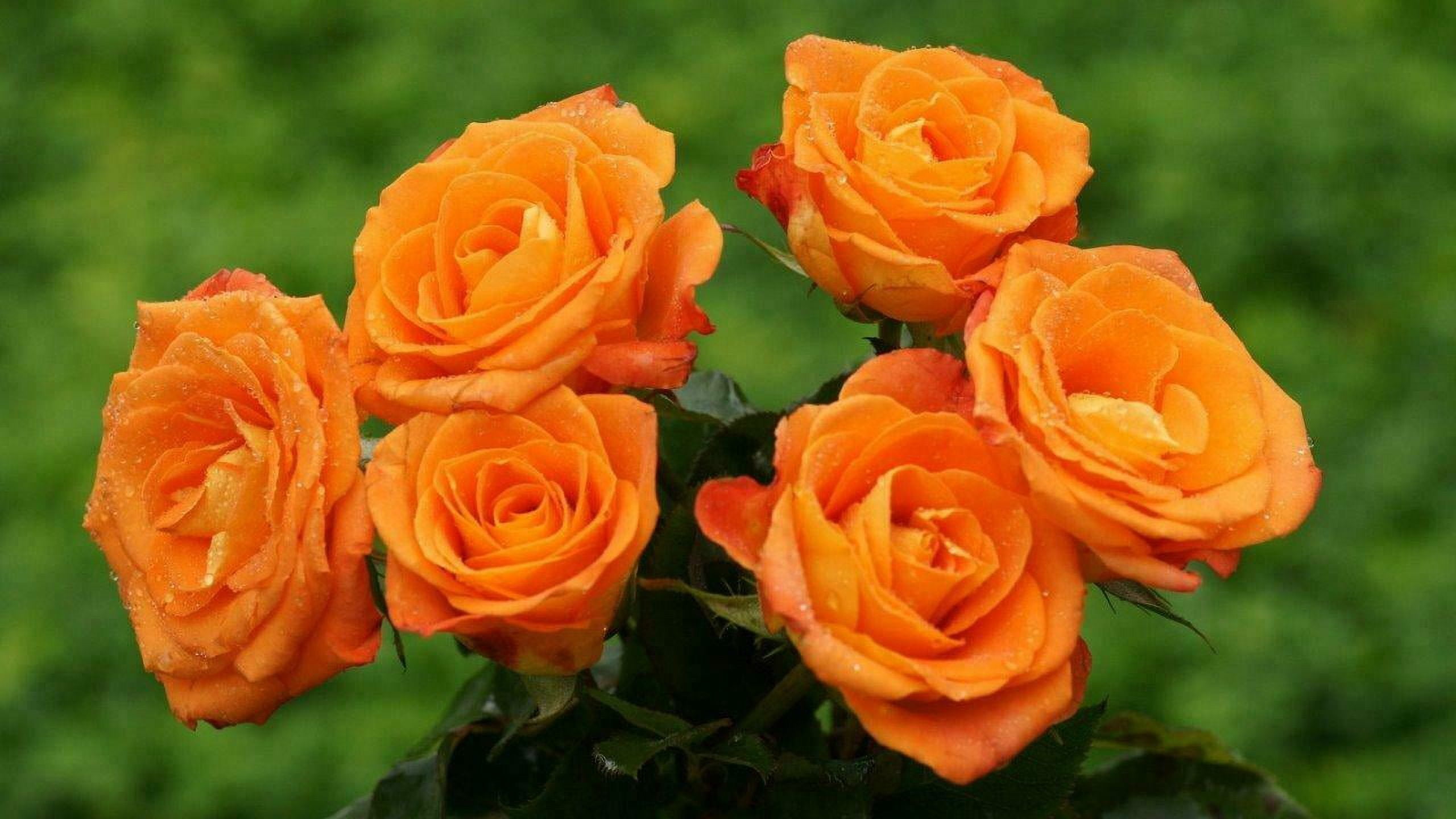 20 Orange Rose Bush Plant Seeds - Walmart.com