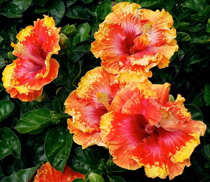 Toadstool Seeds 20 Orange Yellow Red Hibiscus Seeds, Perennial Flower ...