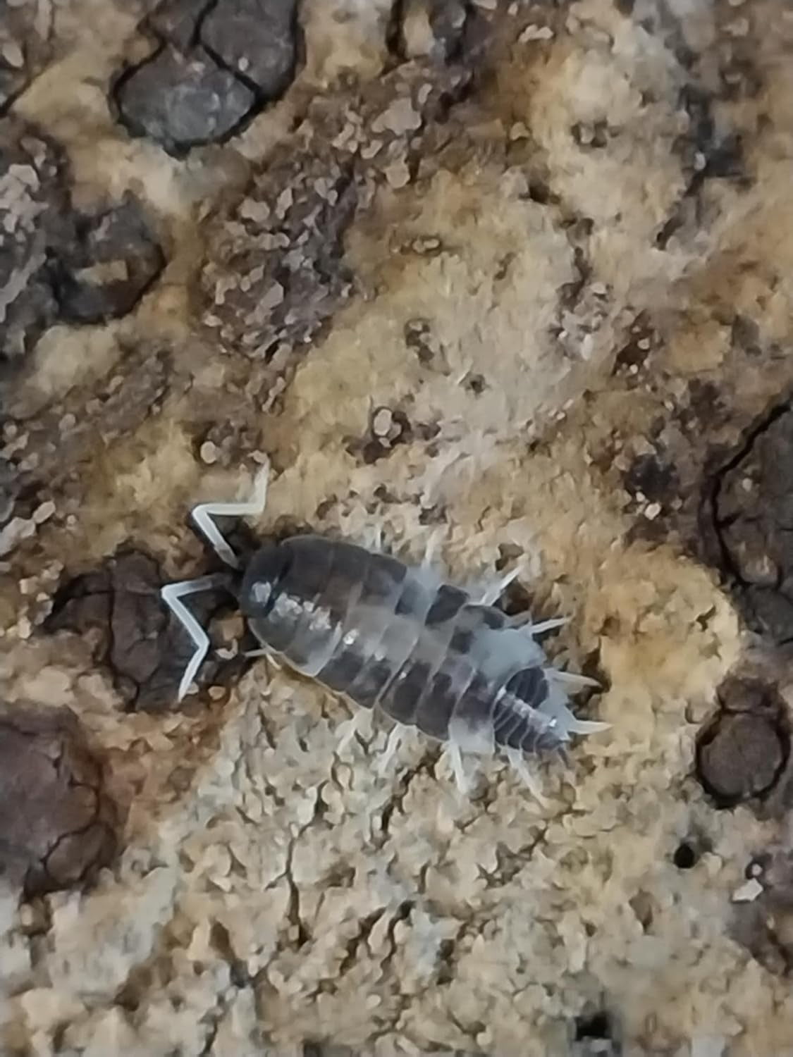 Bio Active Enclosure