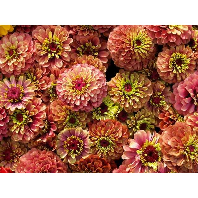 20 Organic QUEENY LIME MIX ZINNIA Elegans Mixed Colors Red Orange ...