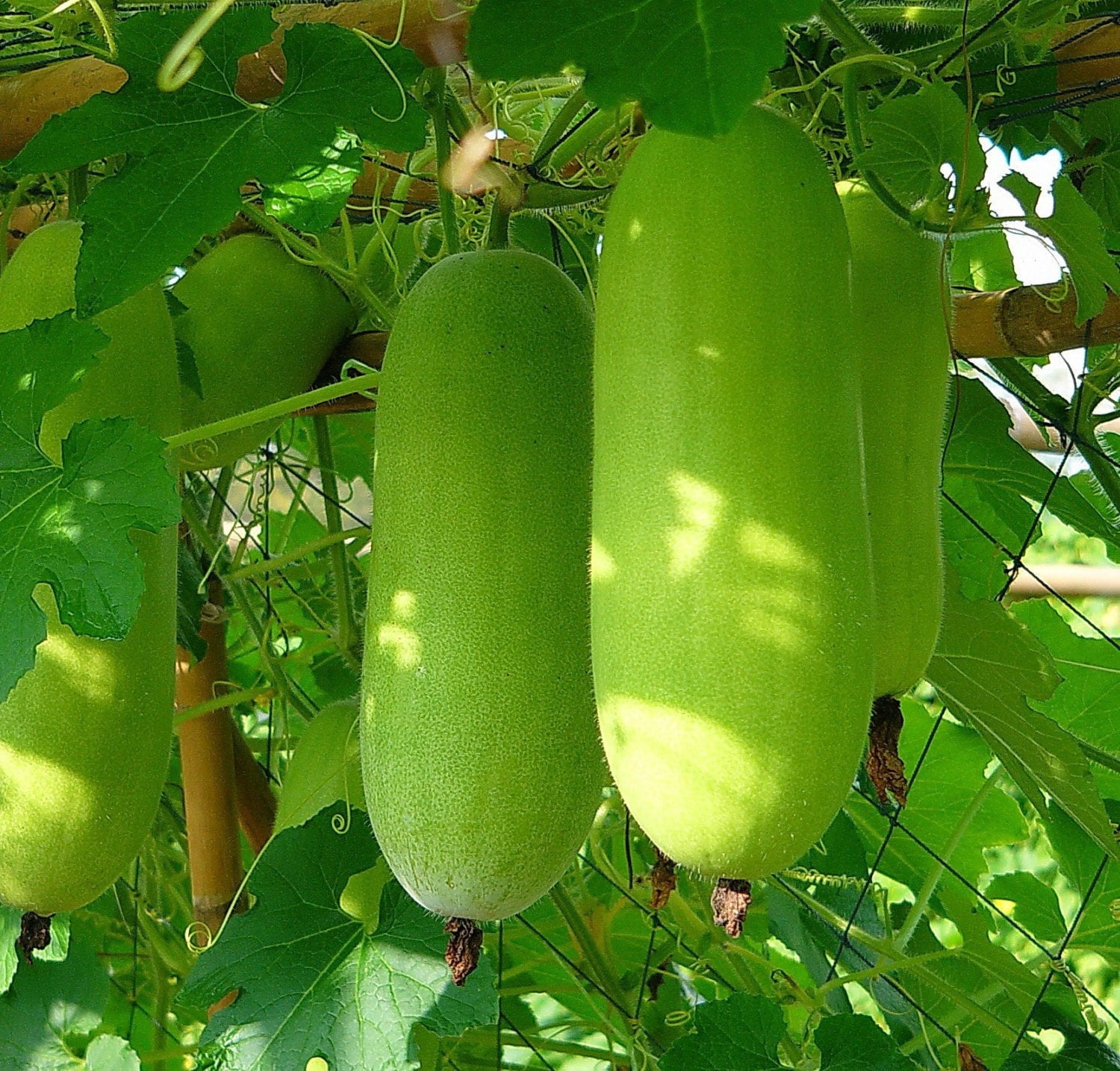 20++ Organic Seeds Winter Melon/Wax Gourd/Dong Gua (Benincasa hispida) - Walmart.com
