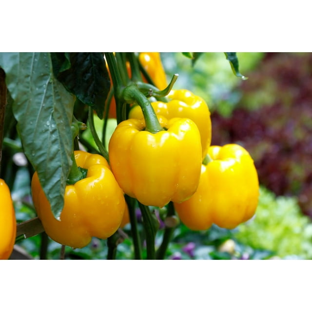 20 Seeds Organic Yellow MINI BELL PEPPER Sweet Mild Miniature Capsicum ...