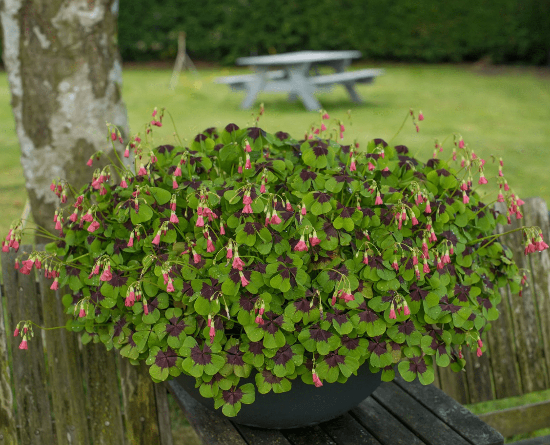 20 Oxalis Shamrock Bulbs for Planting, Deppei Iron Cross Shamrock Lucky ...