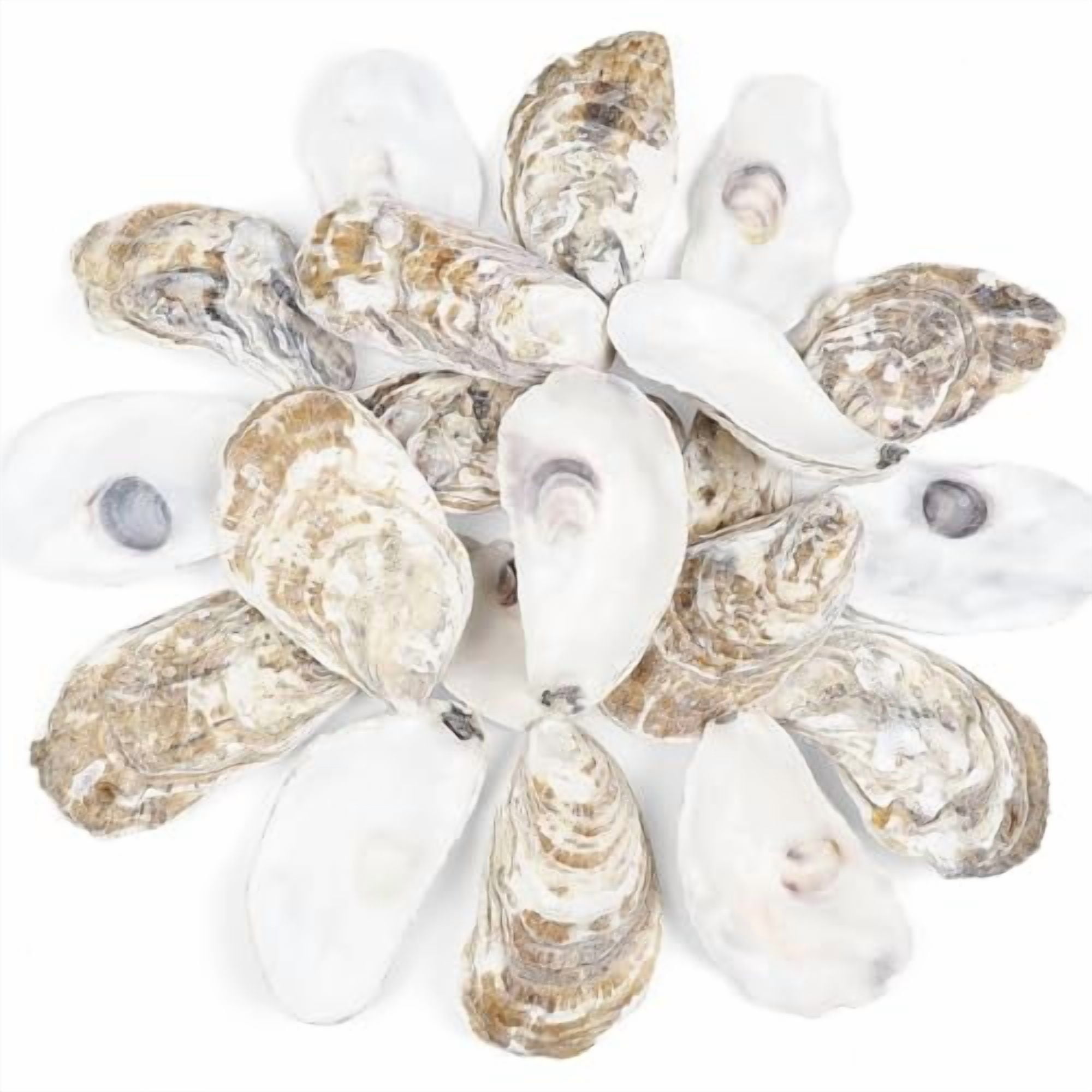 20 PCS Oyster Shells 4"-5" Large Oyster Shells Natural Seashells for ...