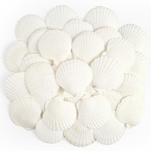 20 PCS Scallop Shells Natural Seashell, 2.3" to 3.5" White Scallop ...