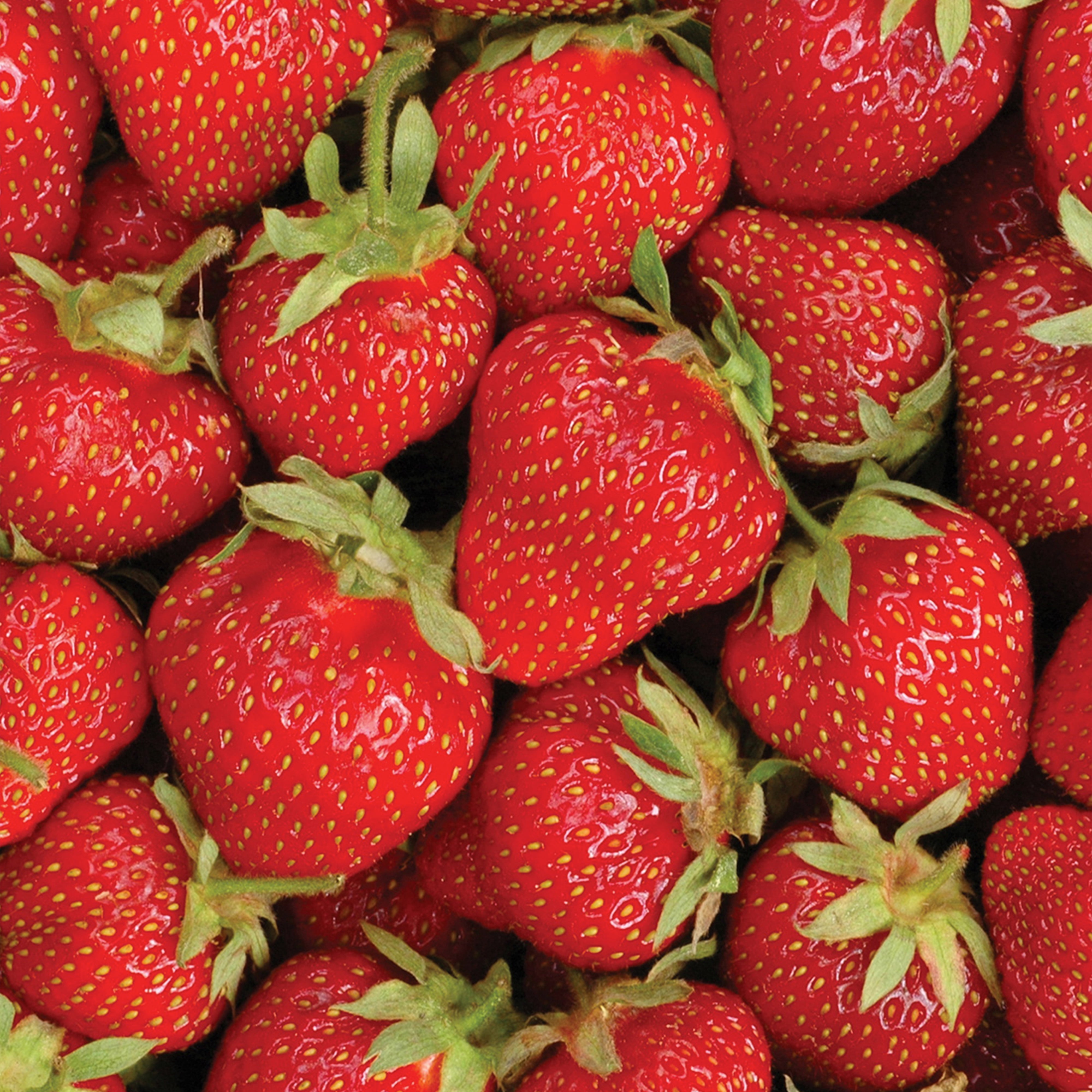 20 Pack Ozark Beauty Everbearer Strawberry Plants - Delicious Outdoor ...