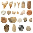 20 Pack Real Bone Replicas from Morocco, Trilobite, Orthoceras, Shark ...