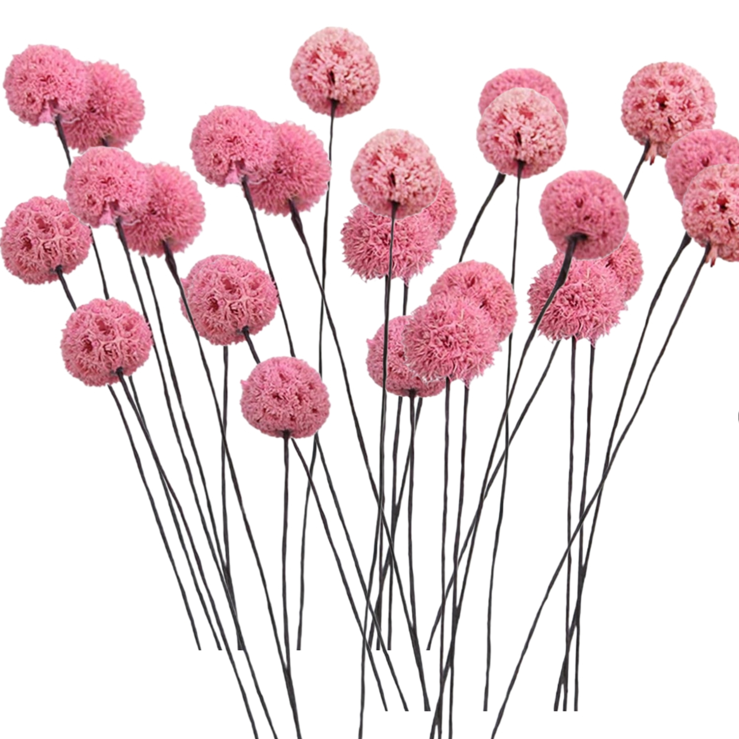 20 Pcs Ball Flowers Dried Flowers Dried Flowers Flowers Bouquet Bulk ...