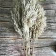 20 Pcs Dried Small Pampas Grass Decor Natural Phragmites Real Wedding ...
