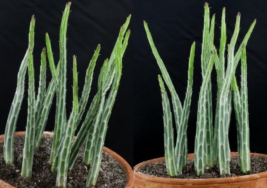 20 Pickle Plant Seeds for Planting - Candlestick Plant, Kleinia ...