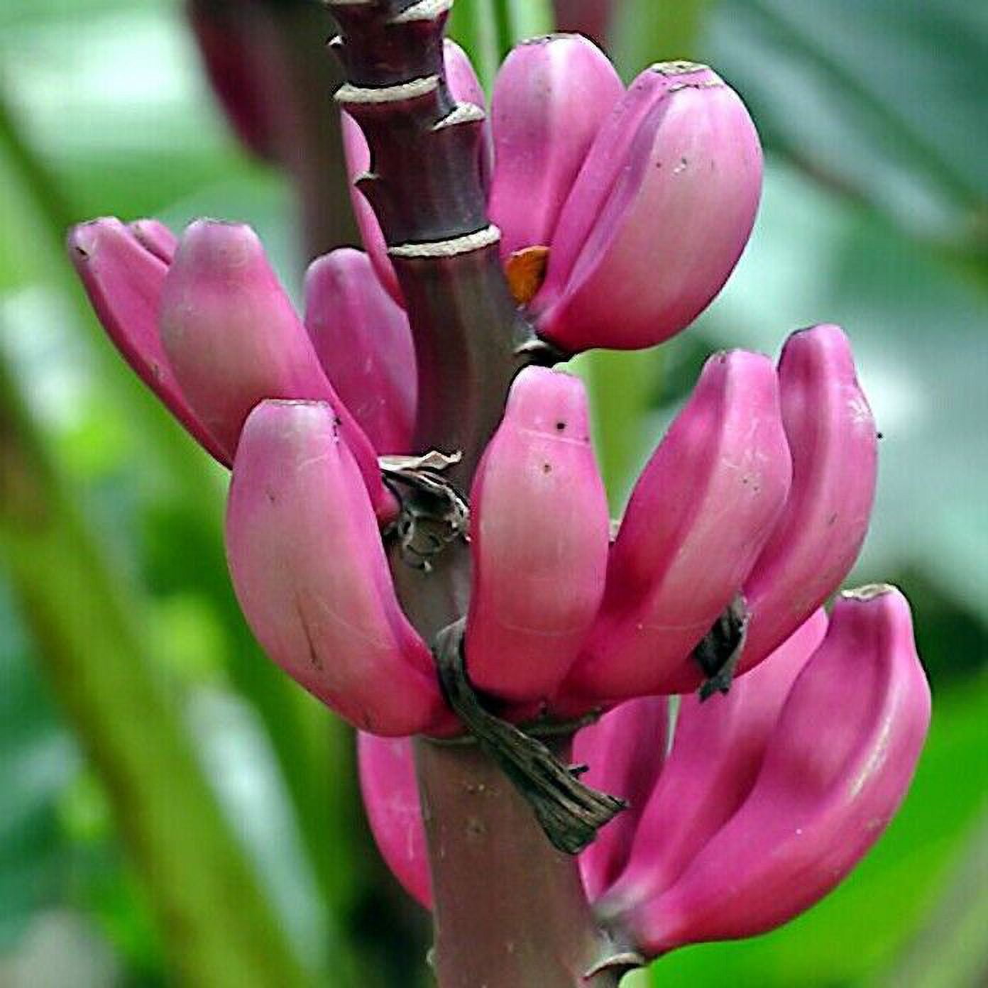 20 Pink Dwarf Banana Tree Fruit Plant Seeds Musa Velu Rare Fast Hardy Zone 7b