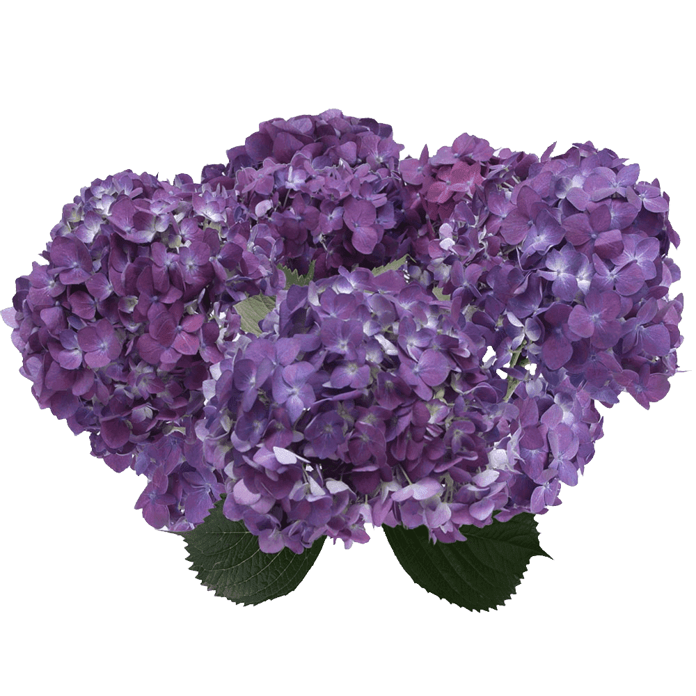 20 Purple Hydrangea Flowers- Beautiful Fresh Cut Flowers- Express ...