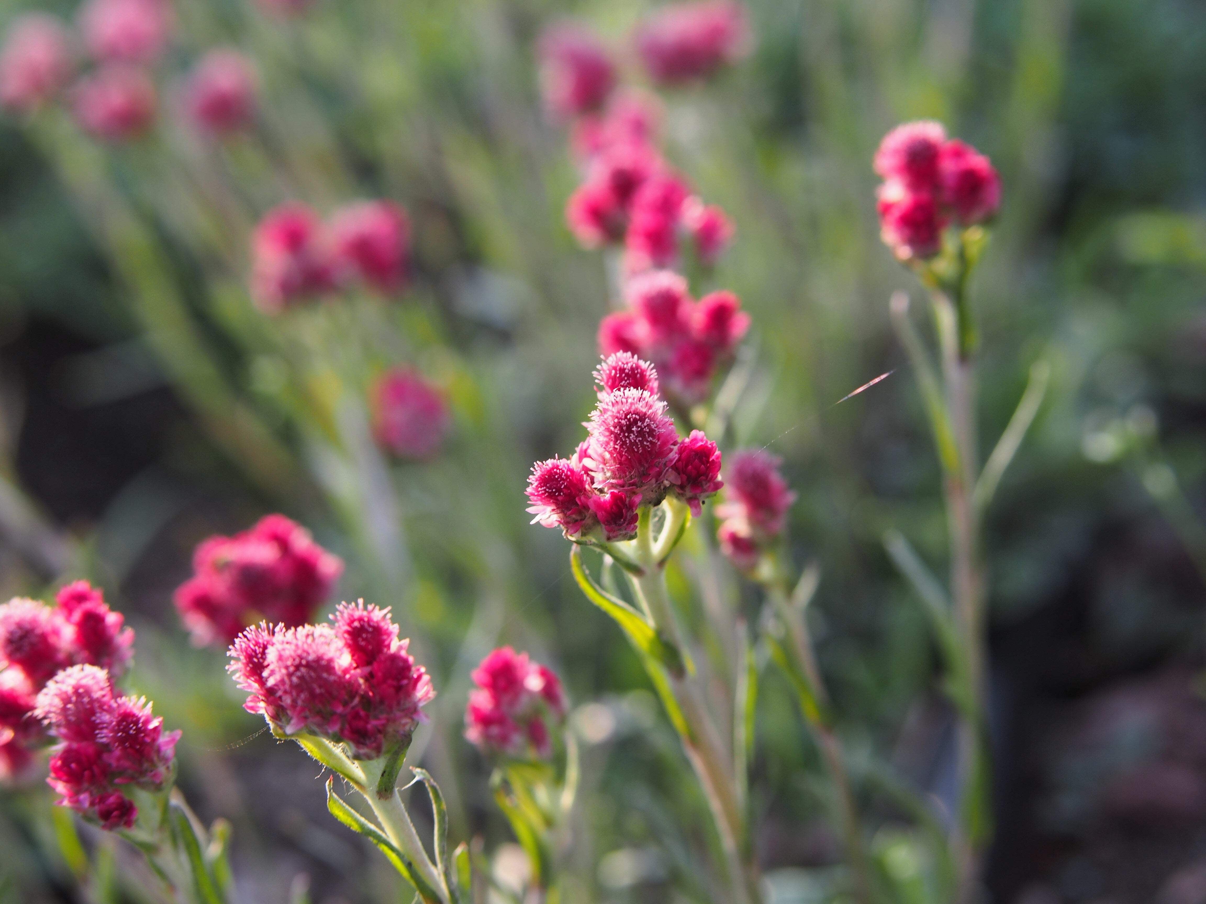 20 RED PUSSYTOES Antennaria Dioica Rubra Everlasting Flower Seeds ...