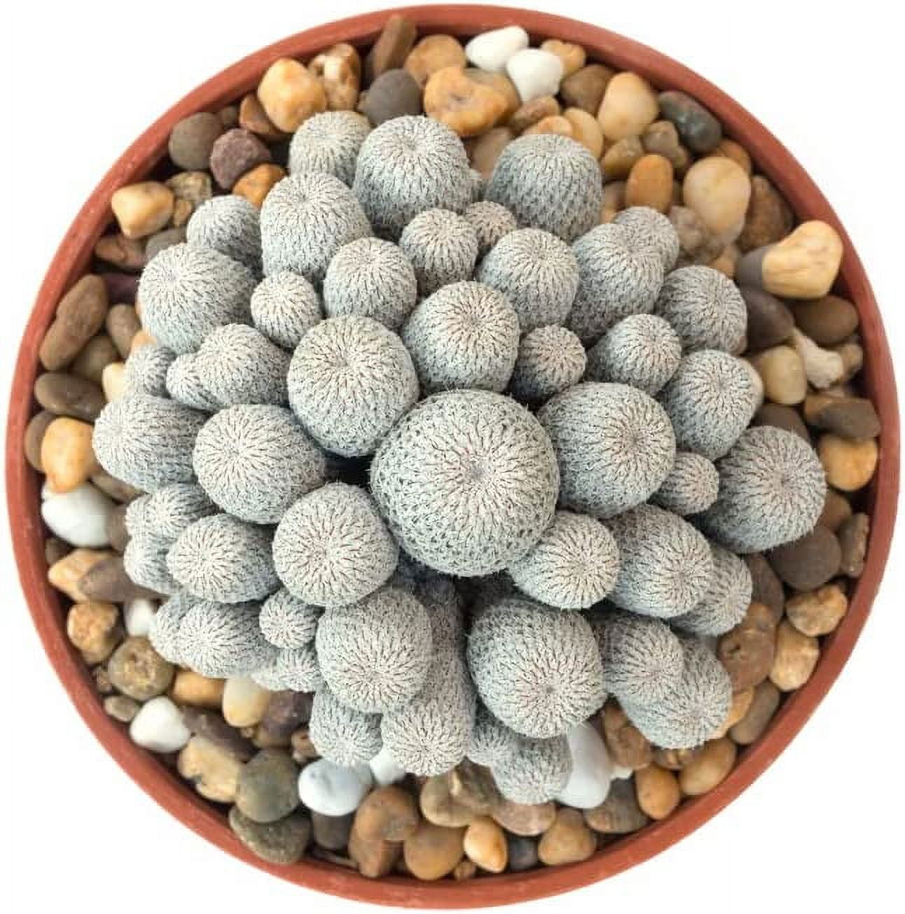 20 Rare Button Cactus Seeds - Epithelantha Micromeris - Ships from Iowa ...