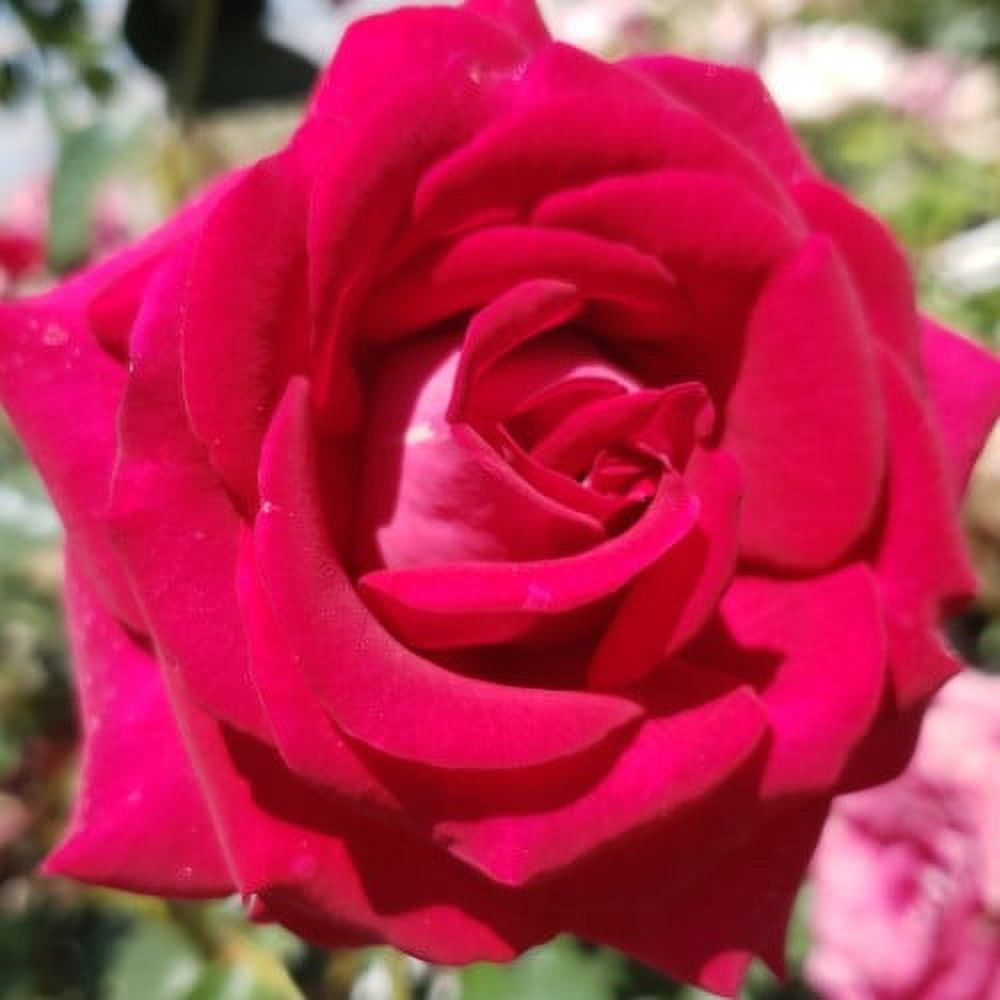 20 Rose Seeds Pink Stiletto Rose Hot Pink Deep Pink Fuschia Roses ...